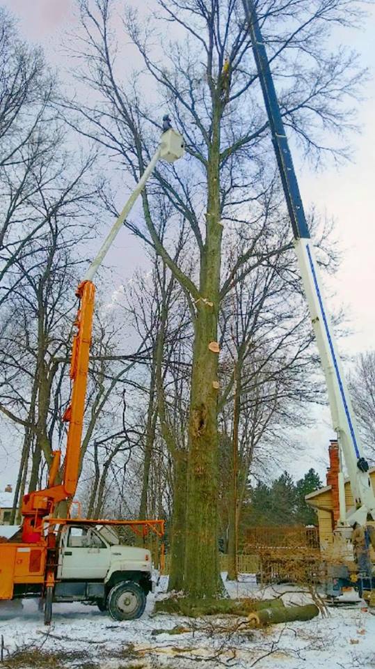Highpoint Tree Service - Cleveland