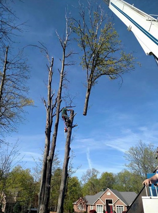 Highpoint Tree Service - Cleveland