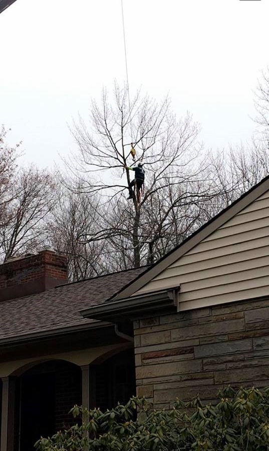 Highpoint Tree Service - Cleveland